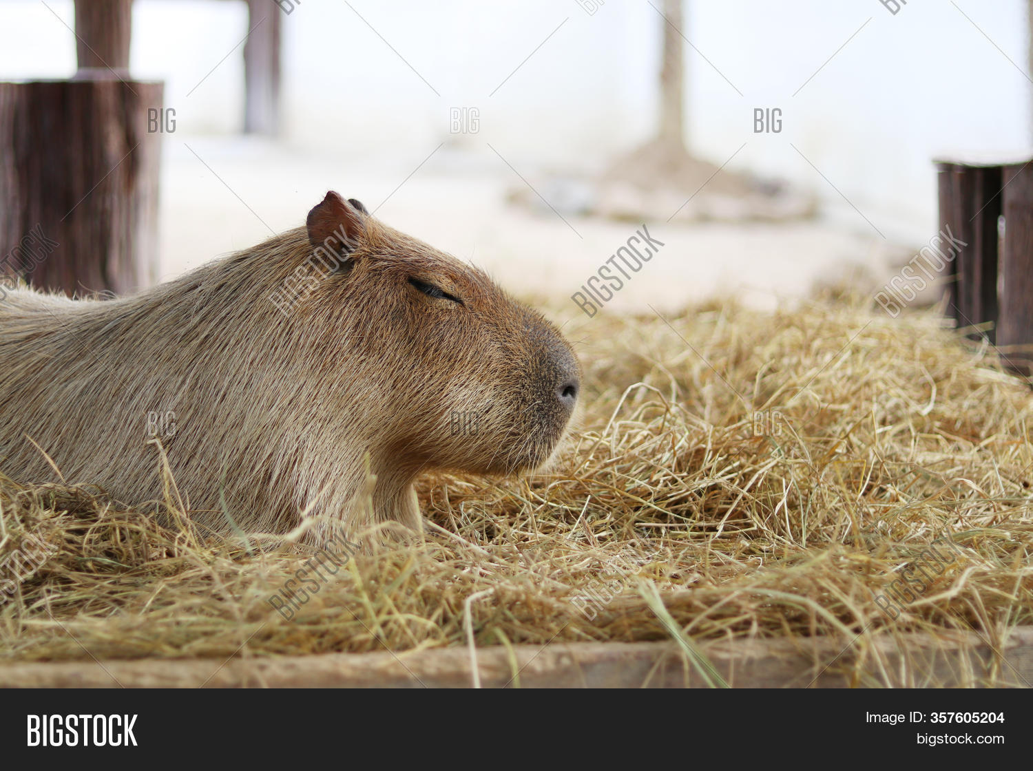 Capybara Sat Eyes Image & Photo (Free Trial) | Bigstock