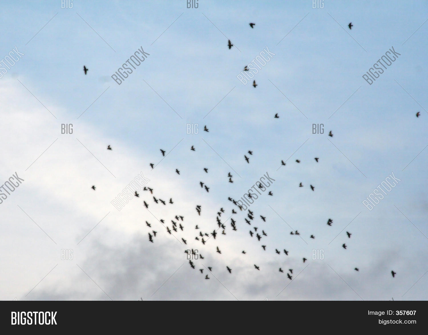 Flock Birds Flying Image & Photo (Free Trial) | Bigstock