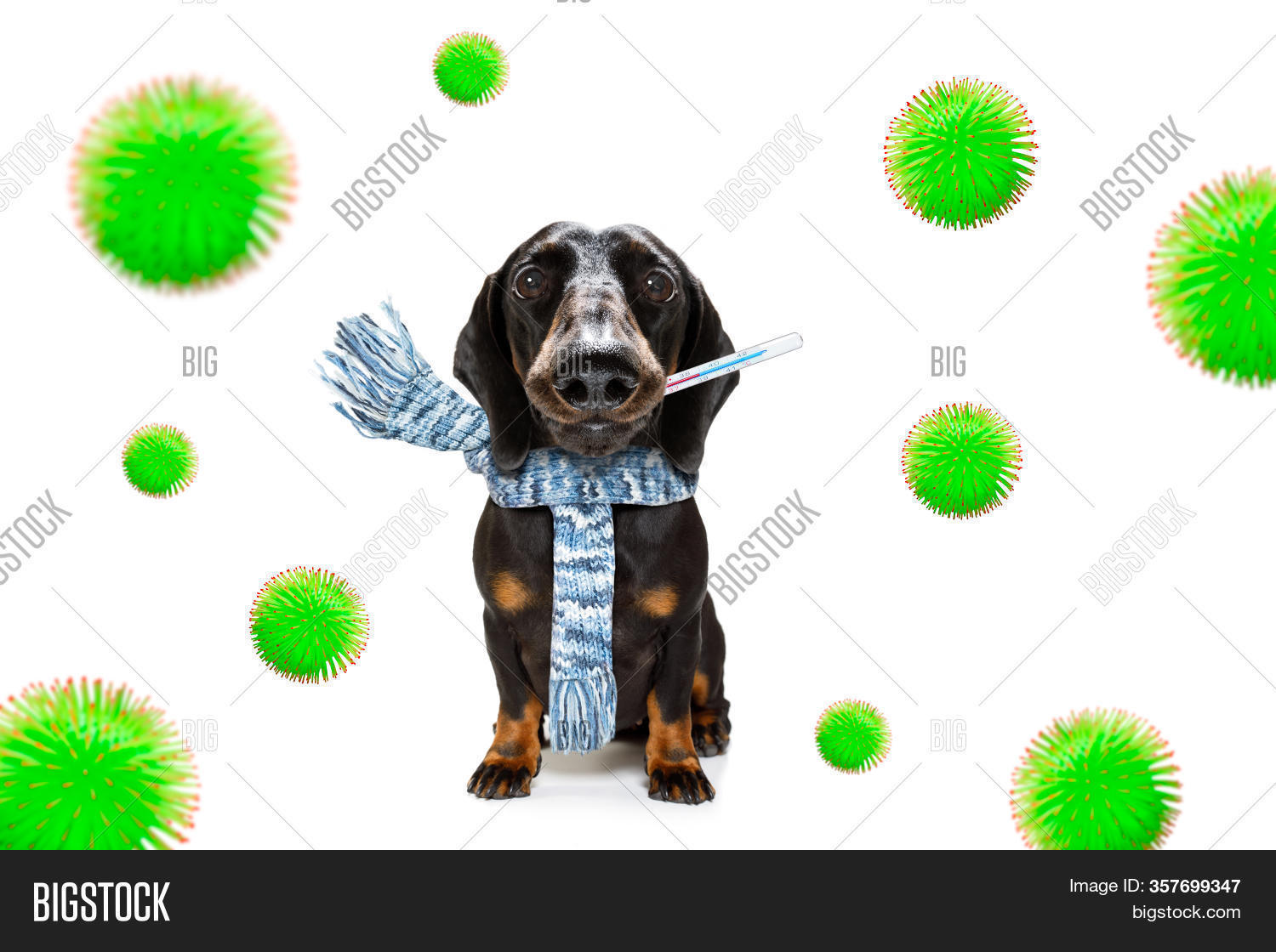 Sick Ill Dachshund Image & Photo (Free Trial) | Bigstock