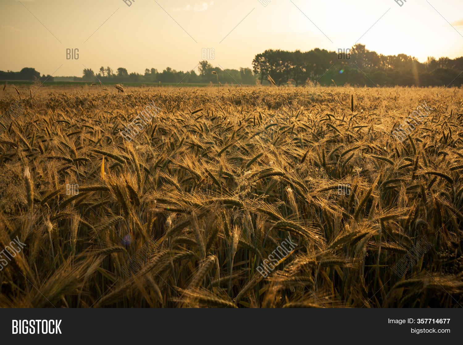 Wheat Field Early Image & Photo (Free Trial) | Bigstock