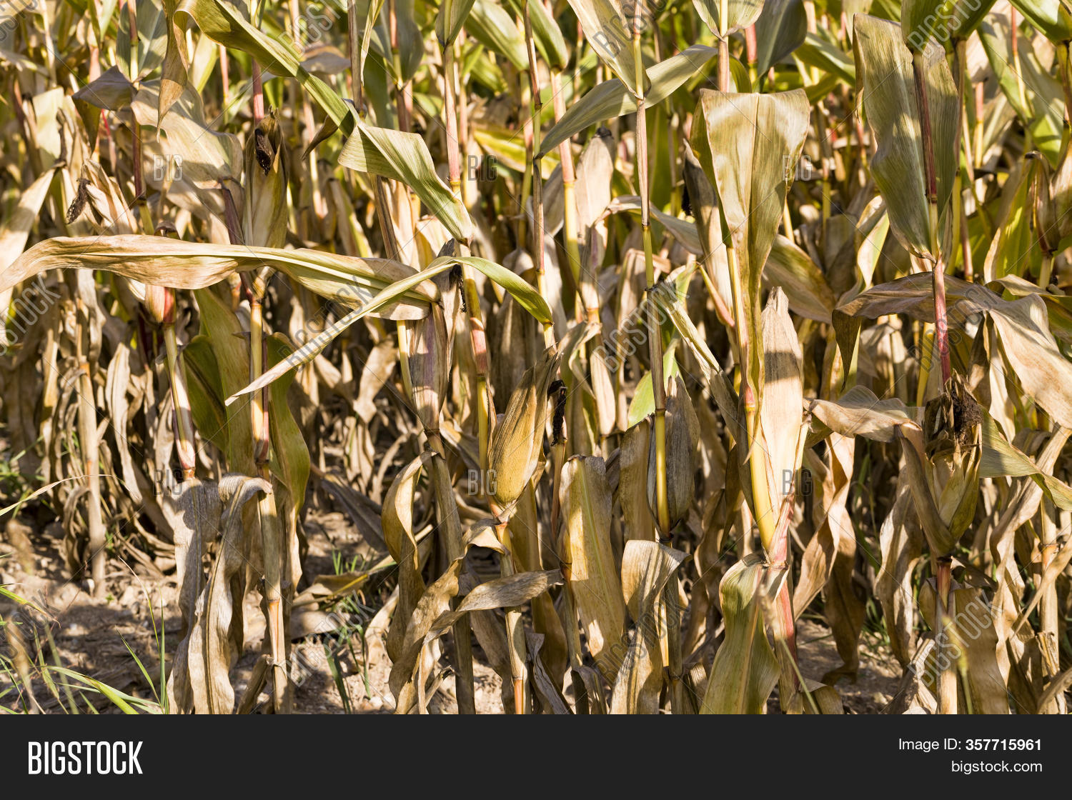 Dry Dark Yellow Corn Image & Photo (Free Trial) | Bigstock
