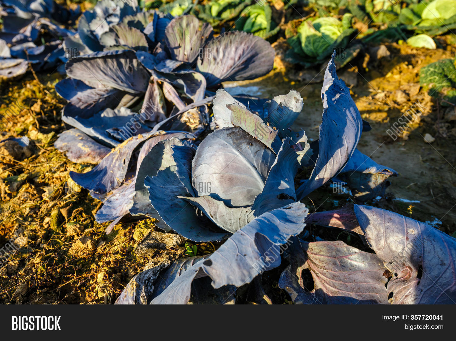 Mature Cabbage Field Image & Photo (Free Trial) | Bigstock