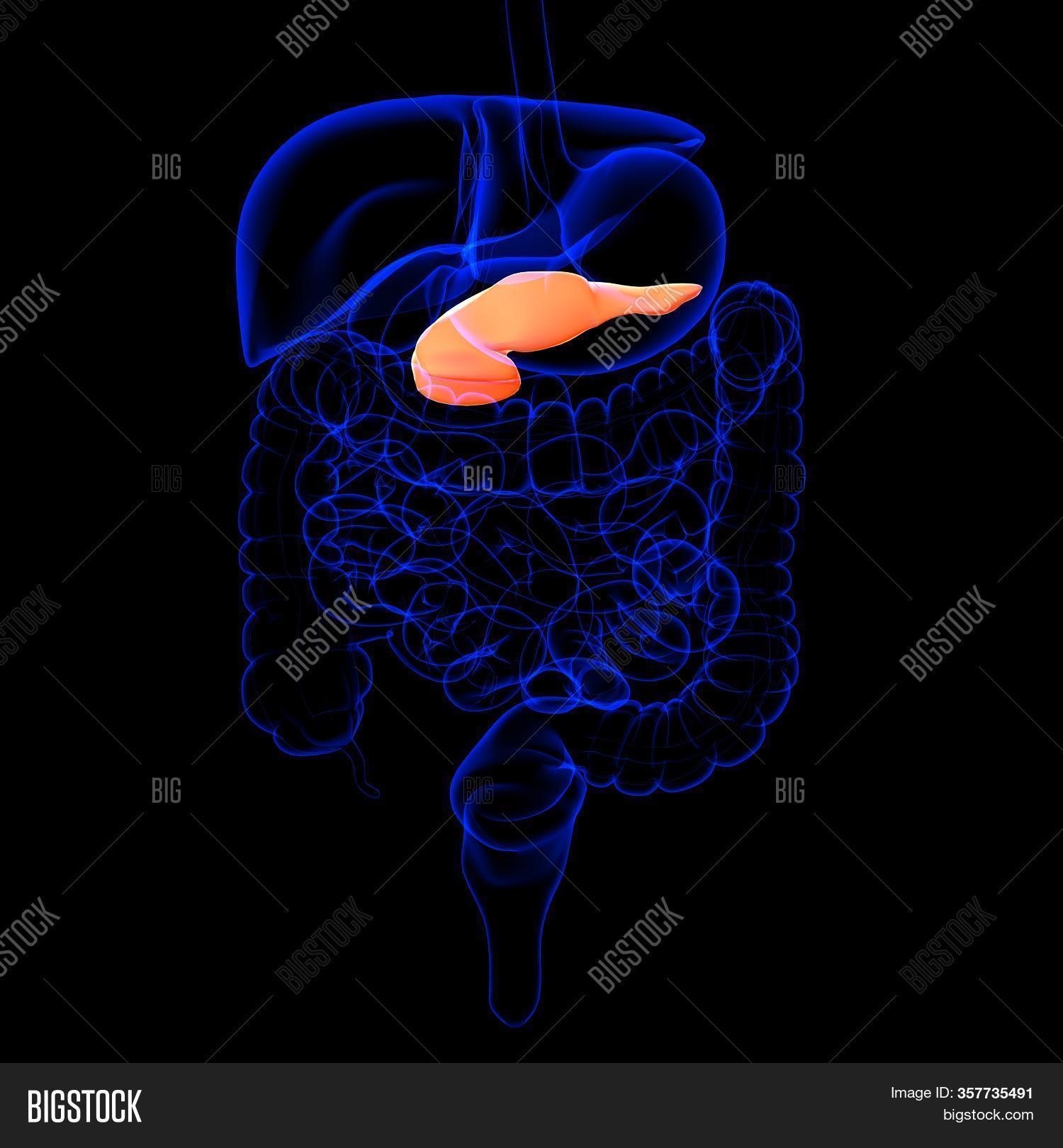 Pancreas Long Flat Image & Photo (Free Trial) | Bigstock