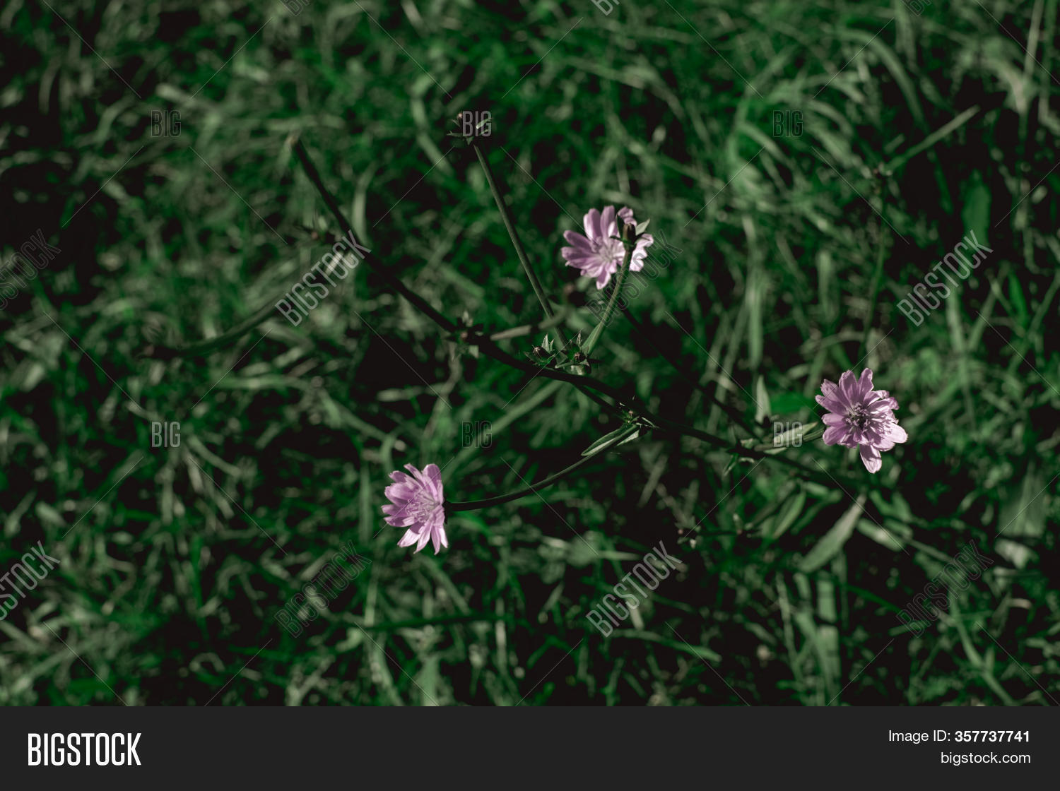 Green Fresh Plants Image & Photo (Free Trial) | Bigstock