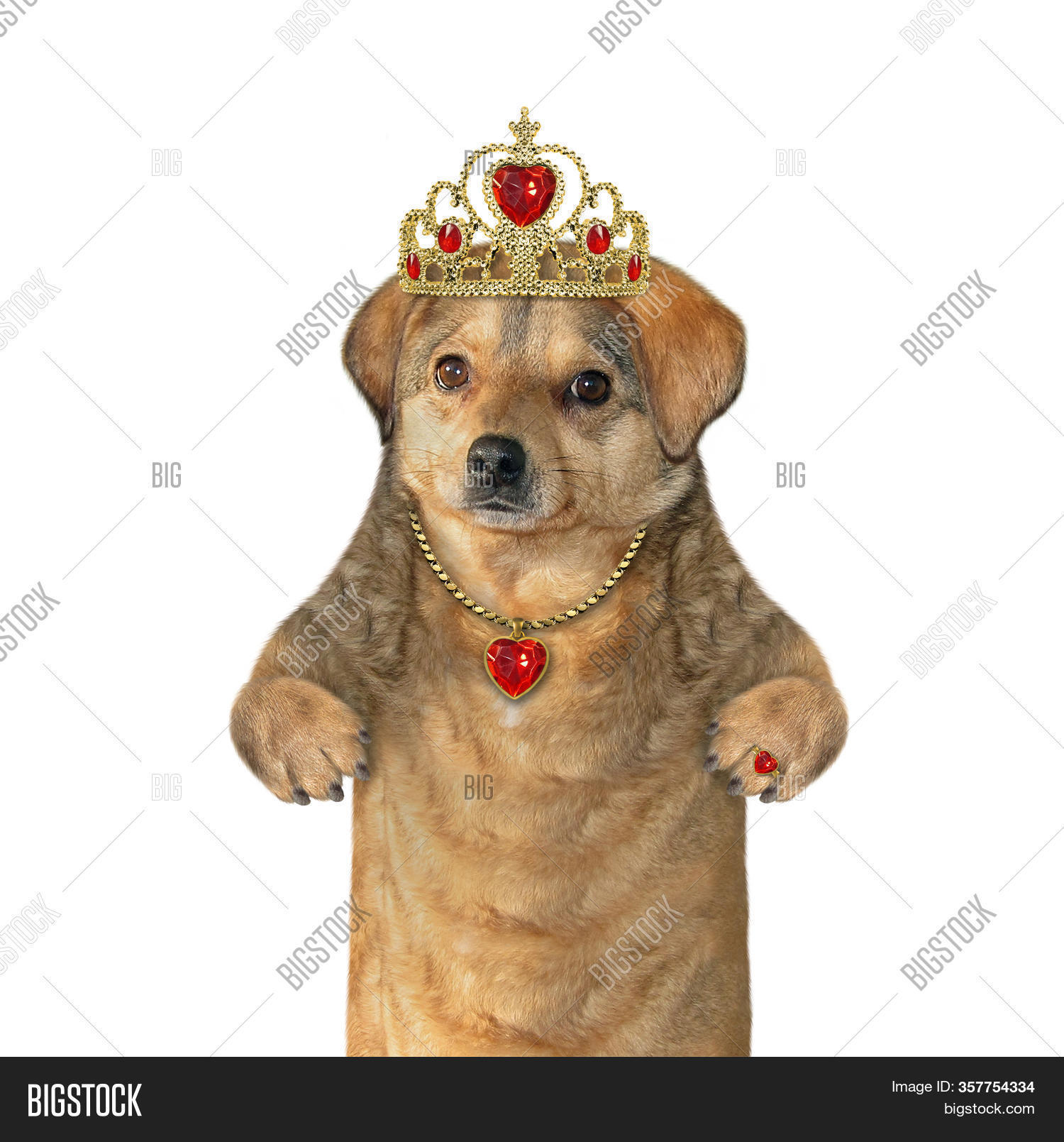 Beige Dog Queen Image & Photo (Free Trial) | Bigstock