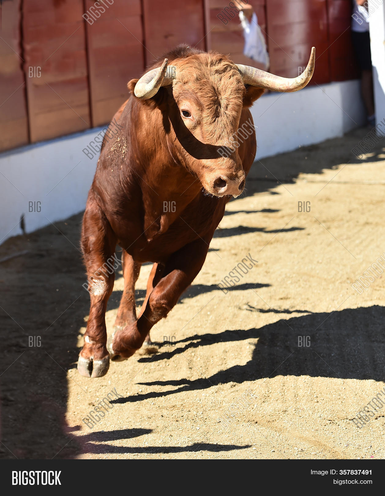 Powerful Bull Defiant Image & Photo (Free Trial) | Bigstock