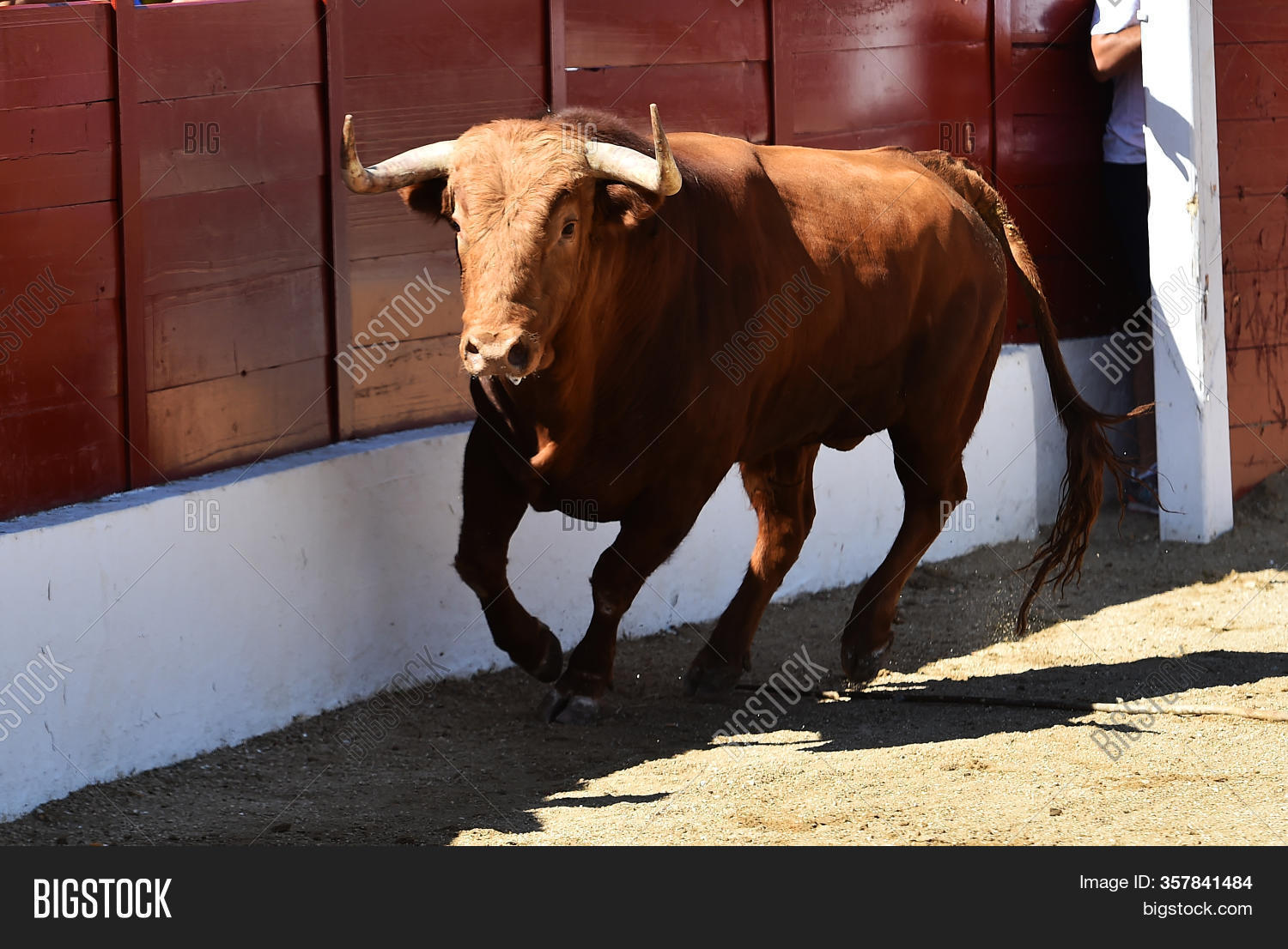 Powerful Bull Defiant Image & Photo (Free Trial) | Bigstock