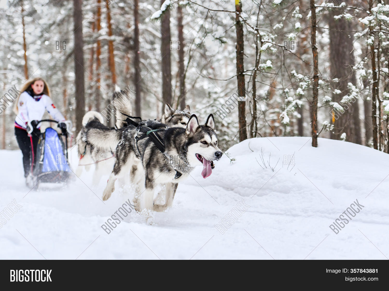 Siberian Husky Sled Image & Photo (Free Trial) | Bigstock