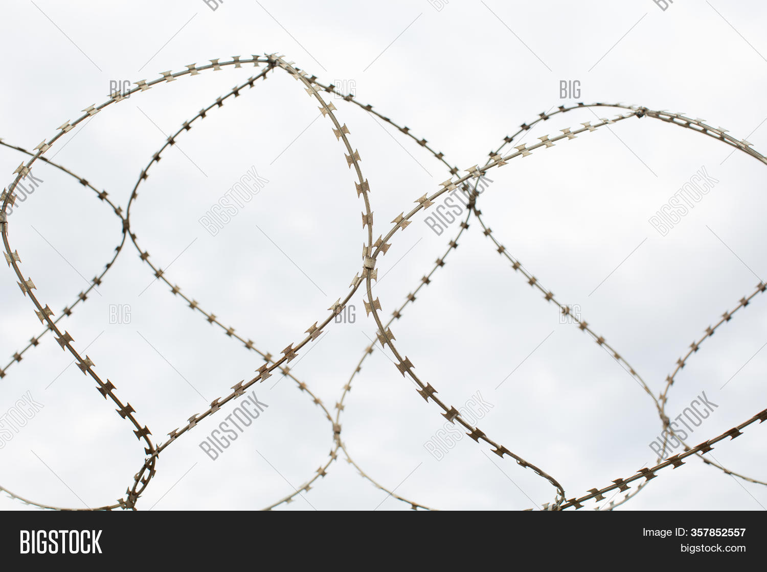 Tangle Barbed Wire Image & Photo (Free Trial) | Bigstock