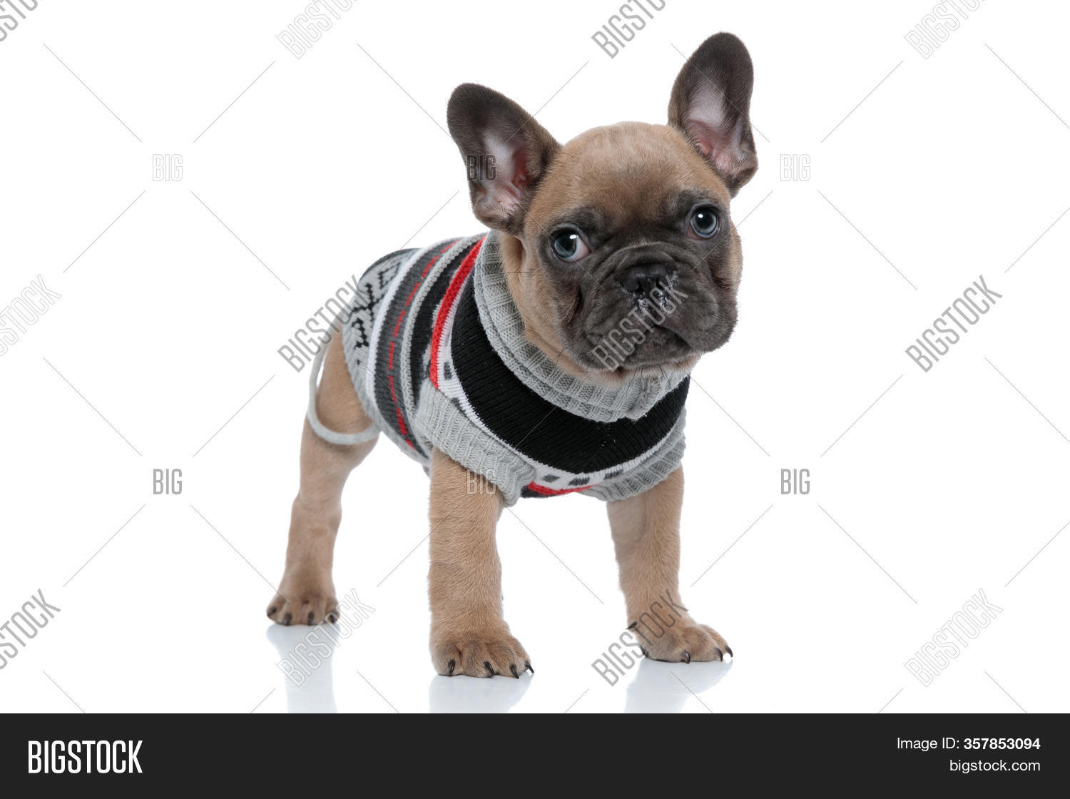 Cute Young Frenchie Image & Photo (Free Trial) | Bigstock