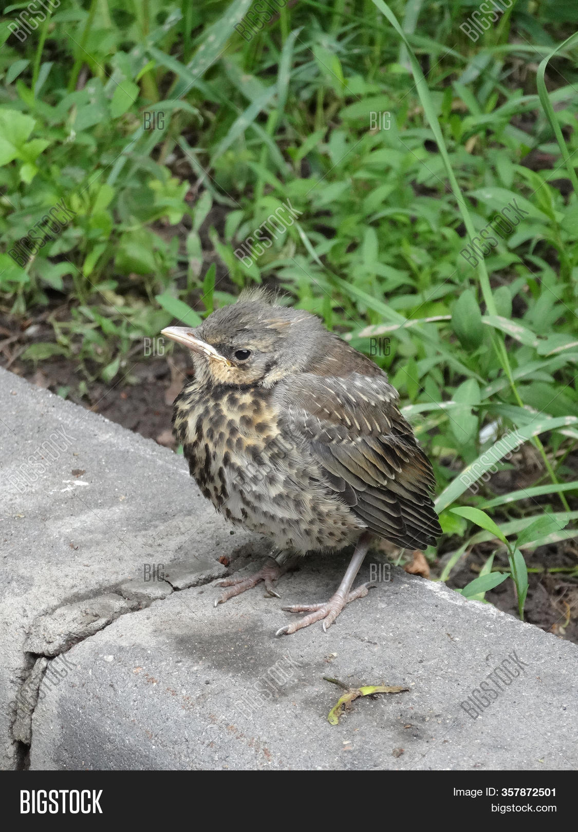 Young Chick Thrush Image & Photo (Free Trial) | Bigstock