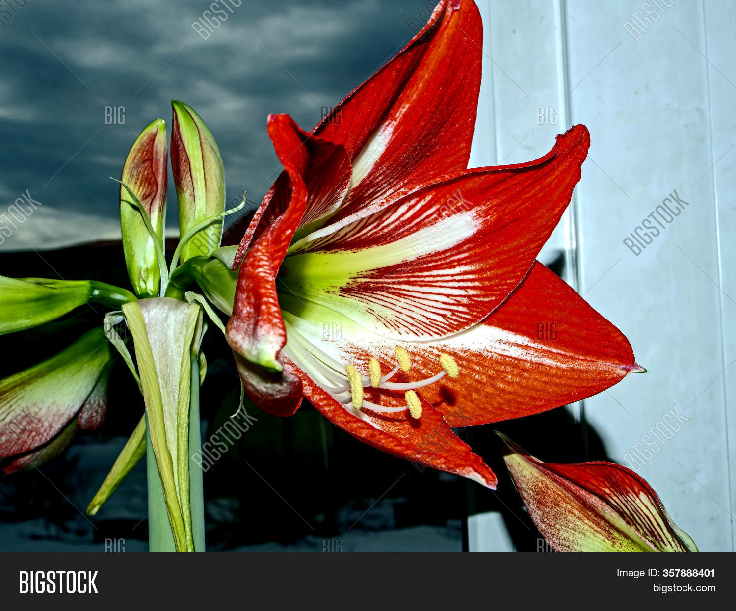 Large Red Amaryllis Image & Photo (Free Trial) | Bigstock