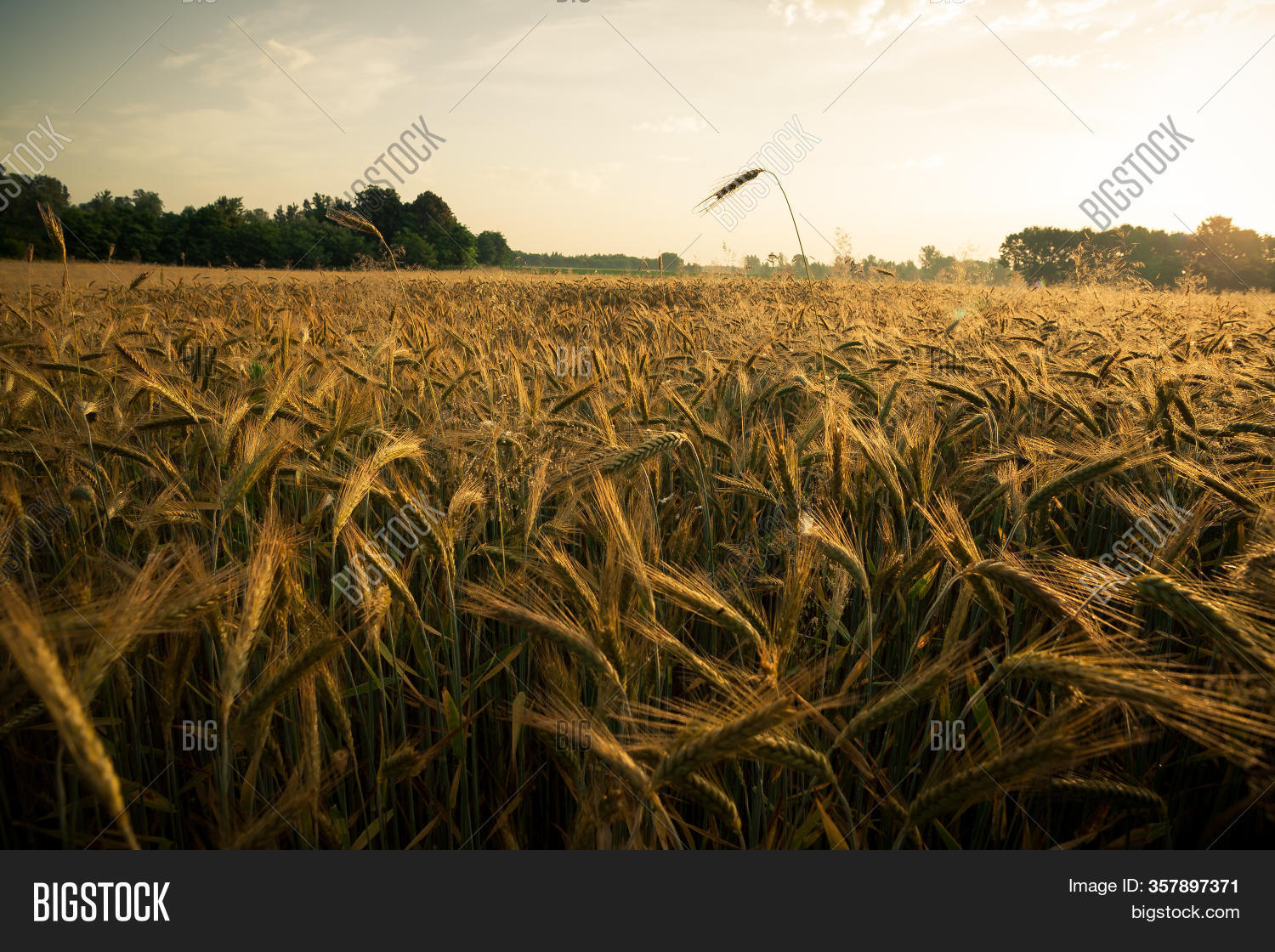 Wheat Field Early Image & Photo (Free Trial) | Bigstock