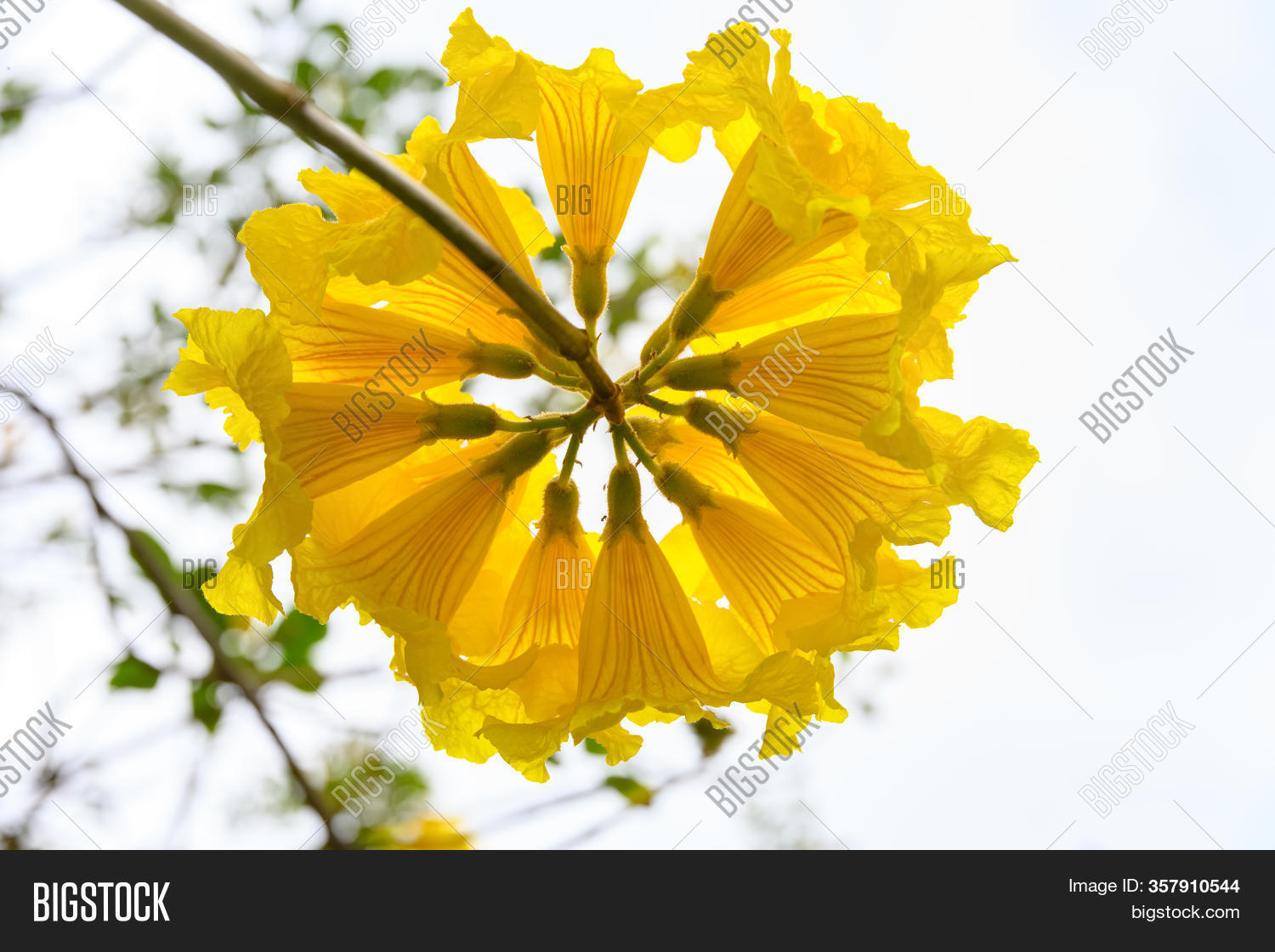 Blooming Guayacan Image & Photo (Free Trial) | Bigstock