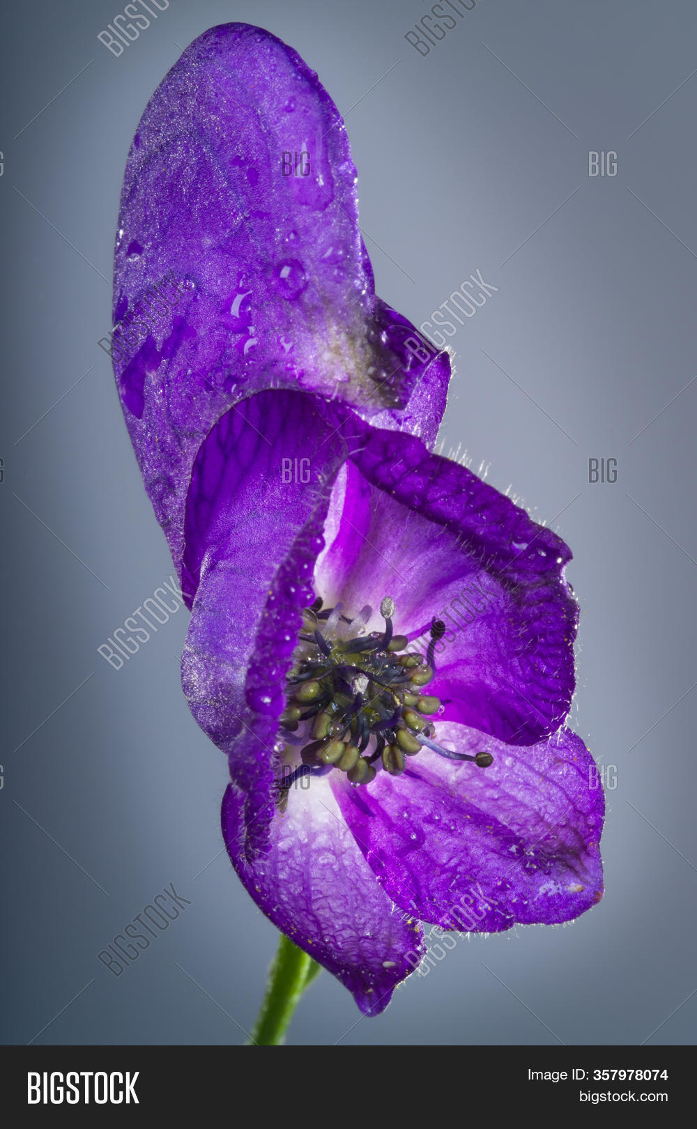 Purple Flower Aconite Image & Photo (Free Trial) | Bigstock