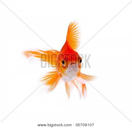Gold Fish. Isolation Image & Photo (Free Trial) | Bigstock