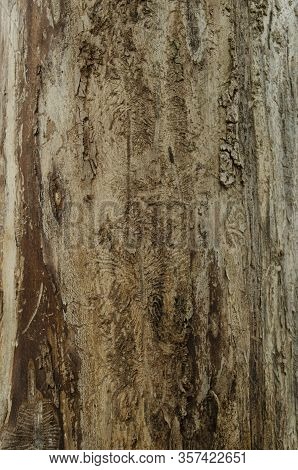 Smooth Tree Bark Image & Photo (Free Trial) | Bigstock