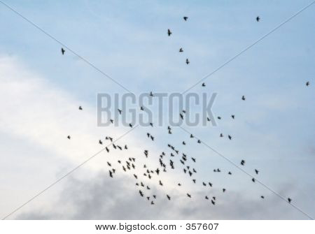Flock Birds Flying Image & Photo (Free Trial) | Bigstock