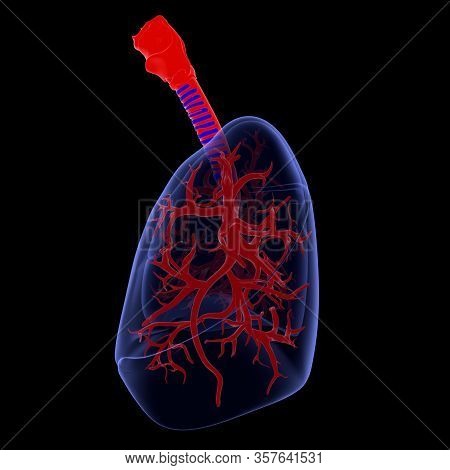 Humans Have Two Lungs Image & Photo (Free Trial) | Bigstock