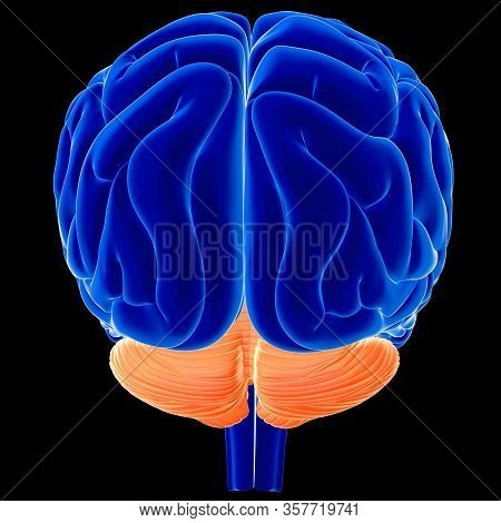 Brain One Largest Most Image & Photo (Free Trial) | Bigstock