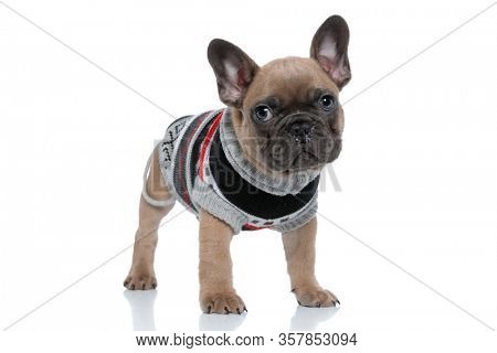 Cute Young Frenchie Image & Photo (Free Trial) | Bigstock