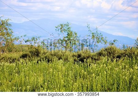 Lush Green Field Image & Photo (Free Trial) | Bigstock