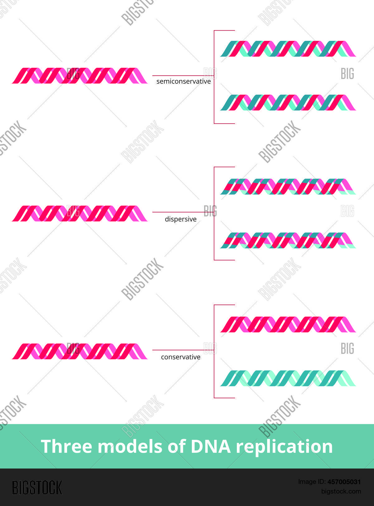 Three Models Dna Vector & Photo (Free Trial) | Bigstock