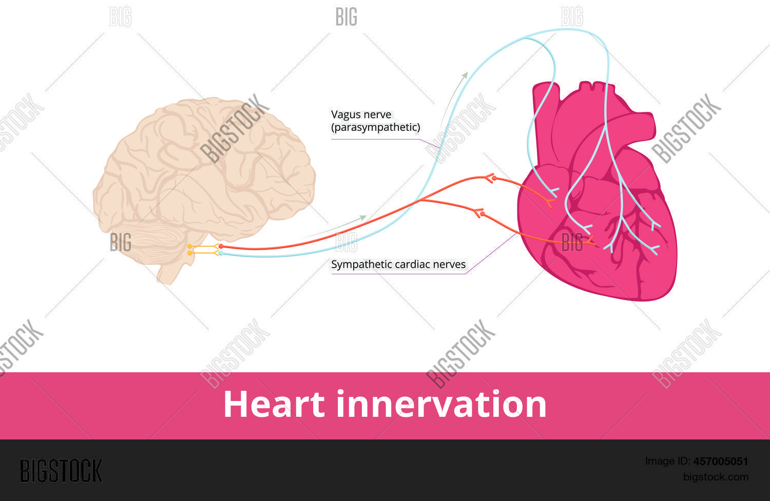 Heart Innervation. Vector & Photo (Free Trial) | Bigstock