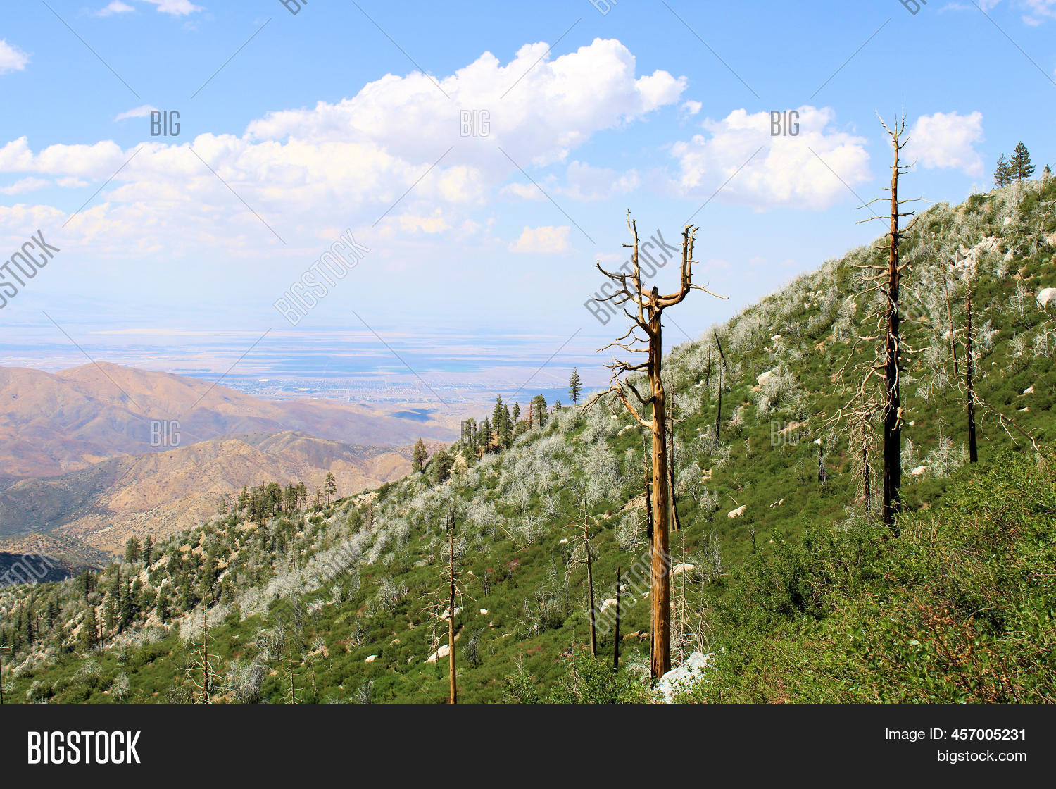 Burnt Pine Trees On Image & Photo (Free Trial) | Bigstock