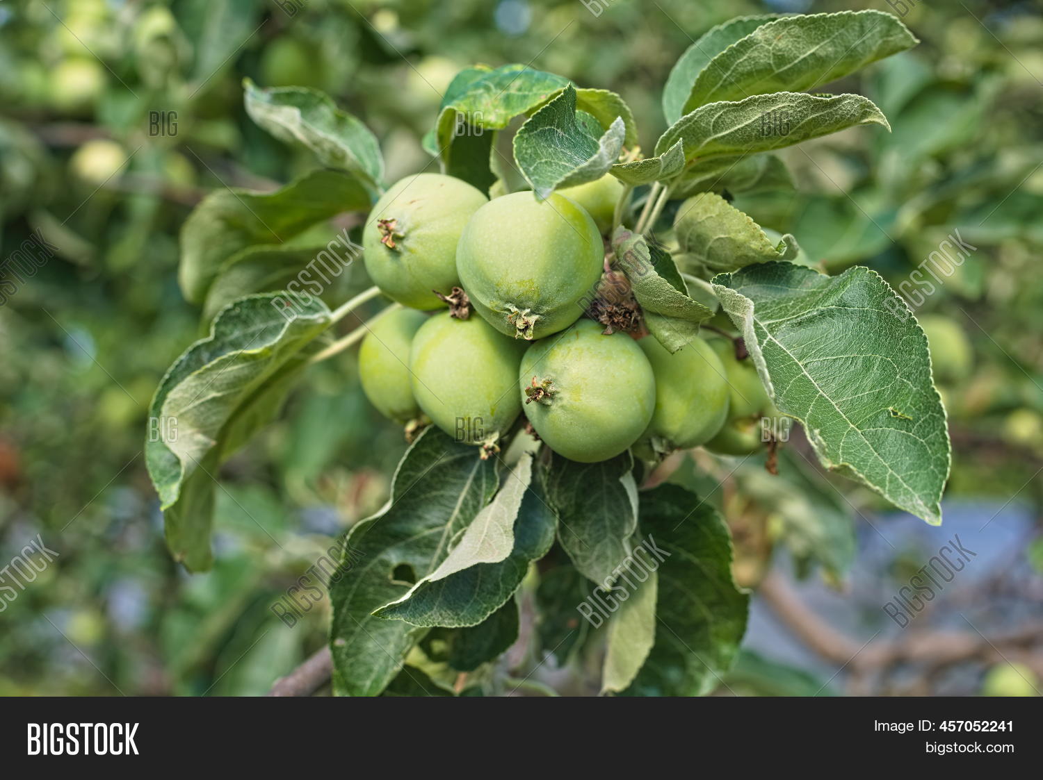 Green Apples Ripen On Image & Photo (Free Trial) | Bigstock