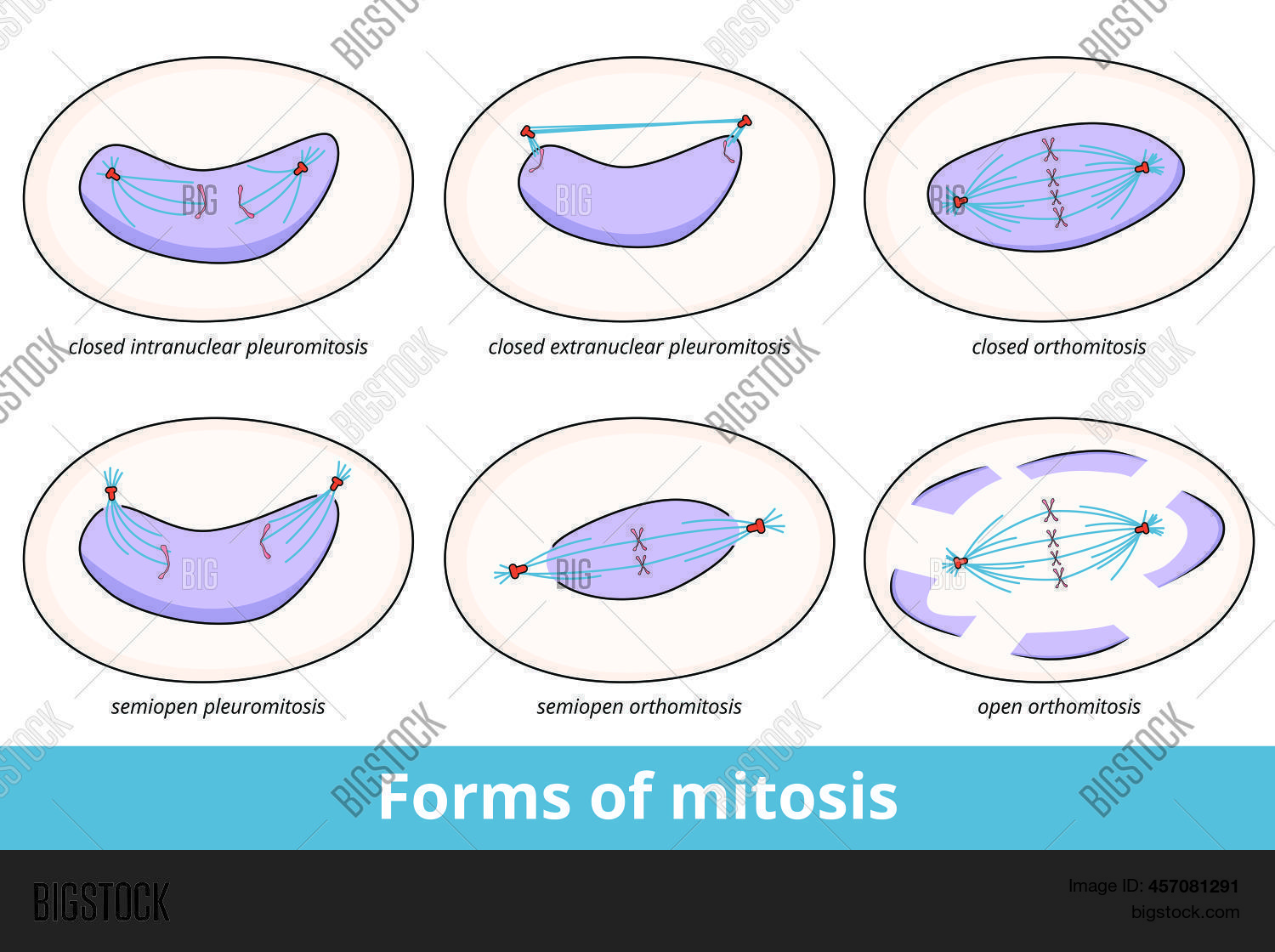Forms Mitosis. 6 Vector & Photo (Free Trial) | Bigstock