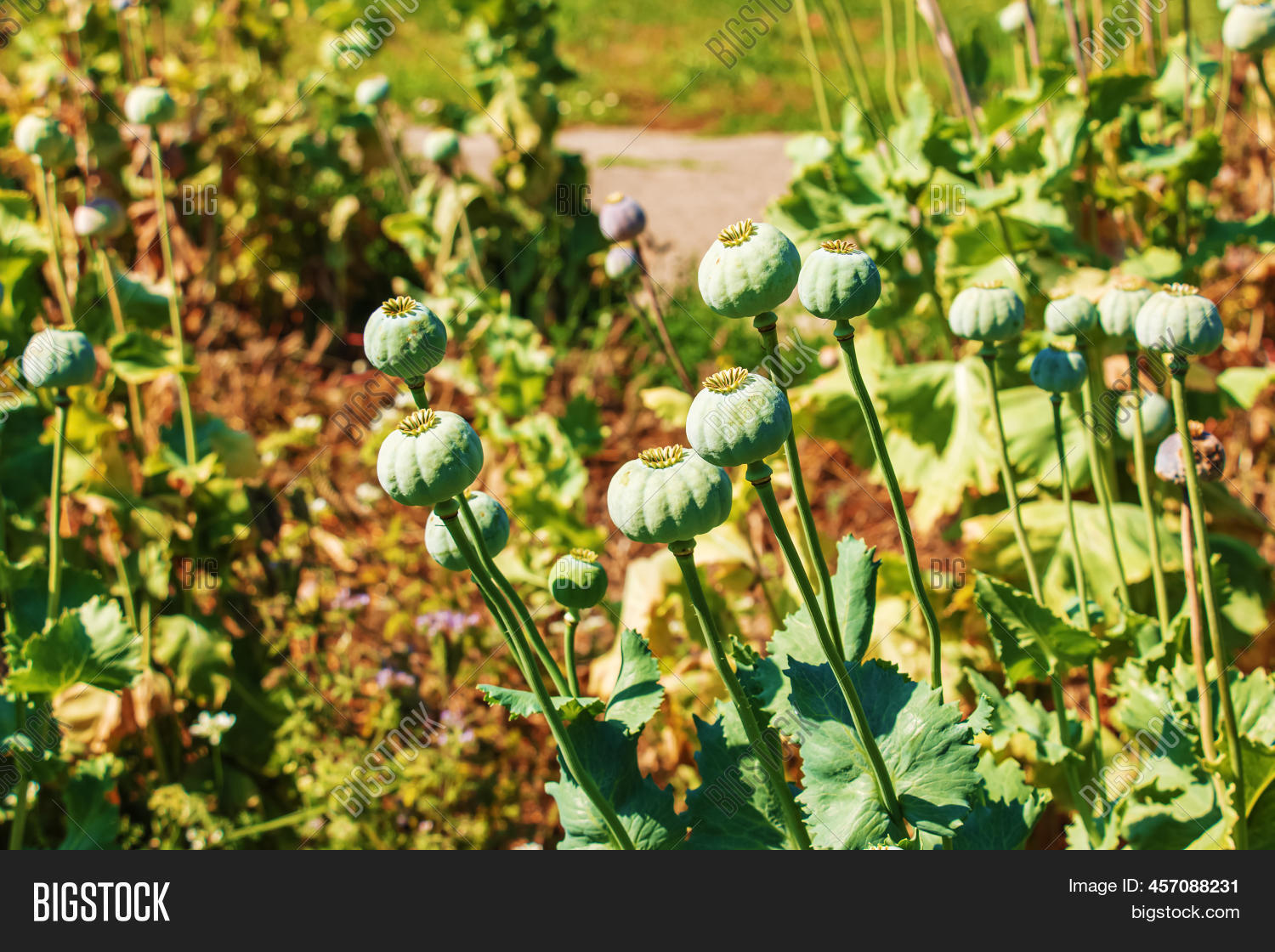 Achene Seeds Maturing Image & Photo (Free Trial) | Bigstock