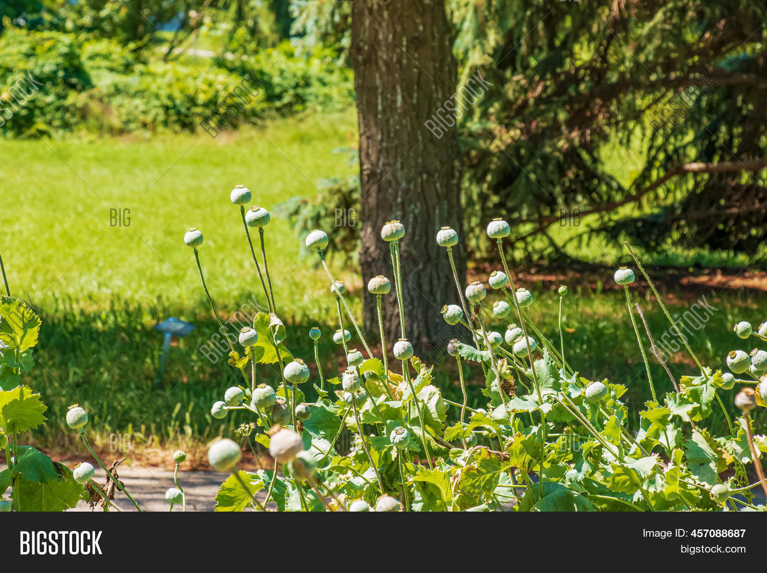 Achene Seeds Maturing Image & Photo (Free Trial) | Bigstock