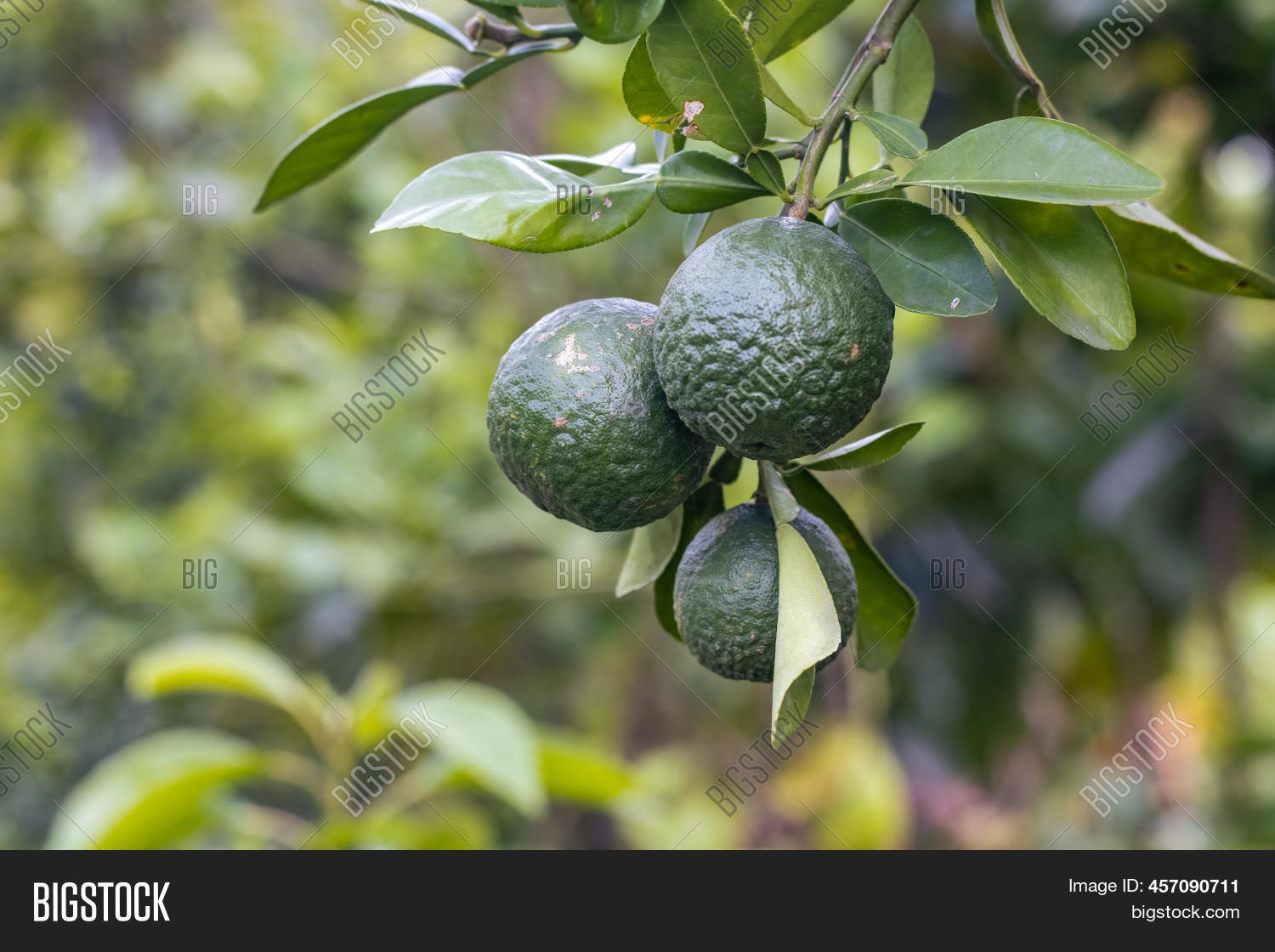 Bunch Hanging Young Image & Photo (Free Trial) | Bigstock
