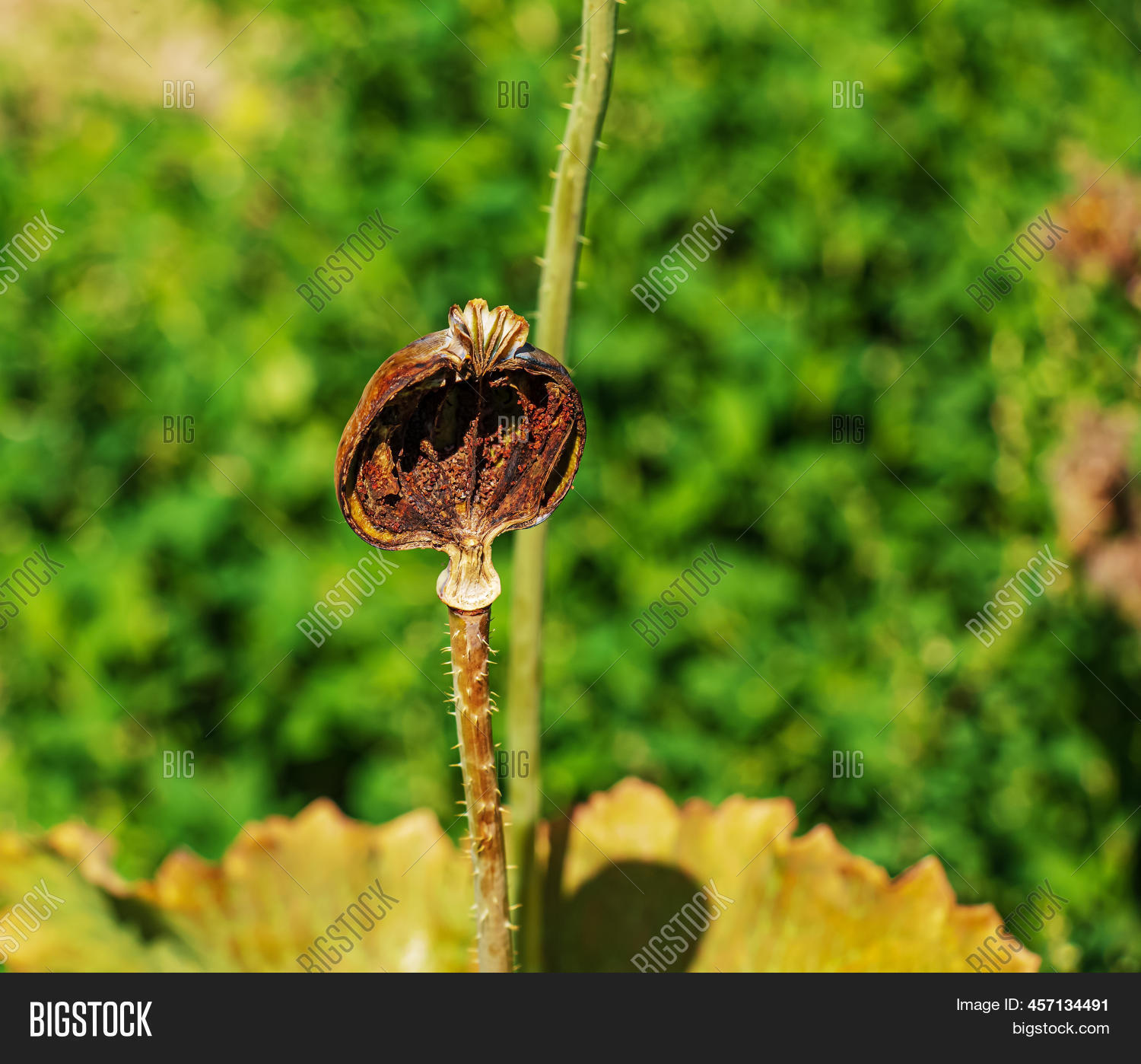 Achene Seeds Maturing Image & Photo (Free Trial) | Bigstock