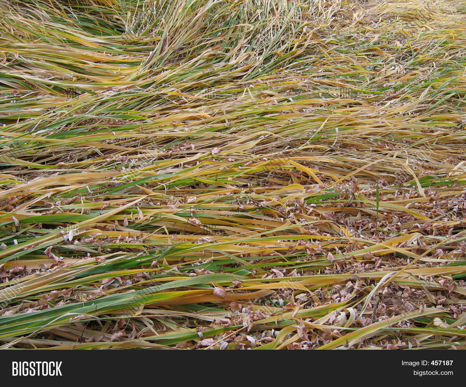 Withered Grass Image & Photo (Free Trial) | Bigstock