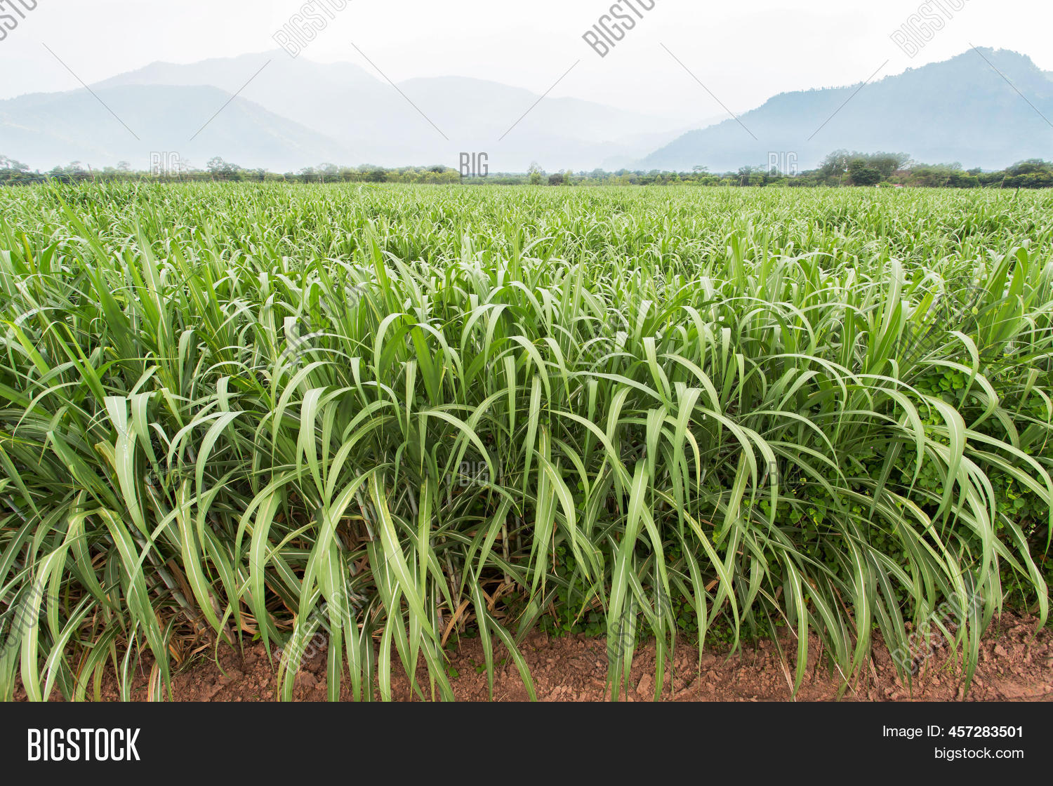 Sugar Cane Plantation Image & Photo (Free Trial) | Bigstock