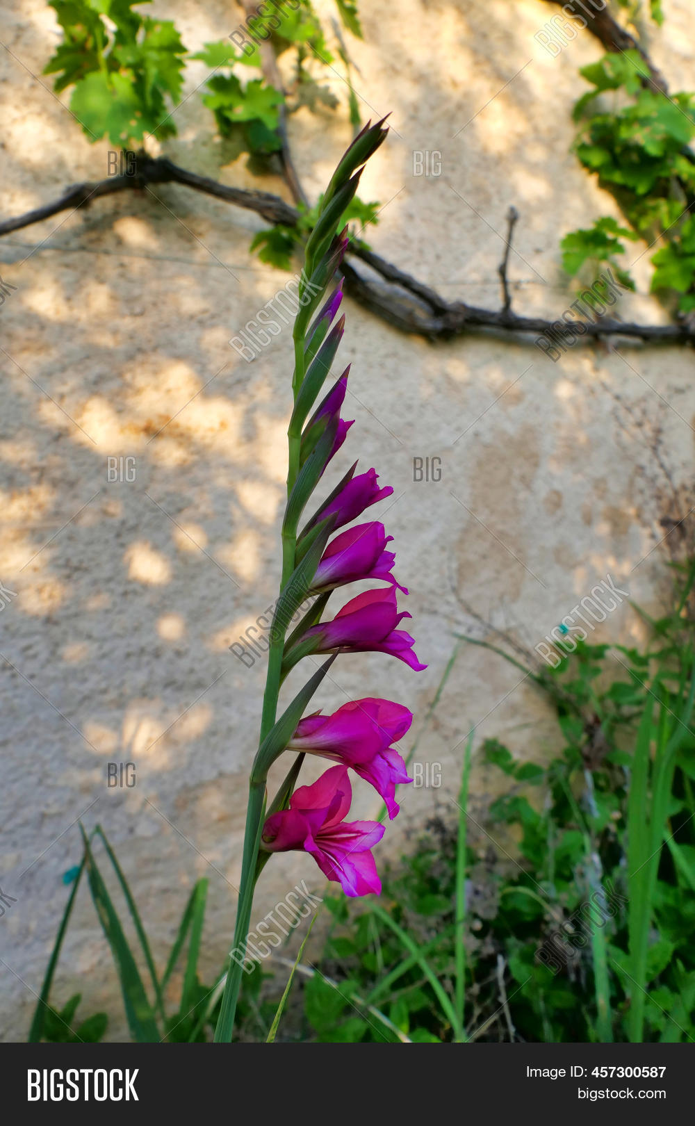 Byzantine Gladiolus ( Image & Photo (Free Trial) | Bigstock