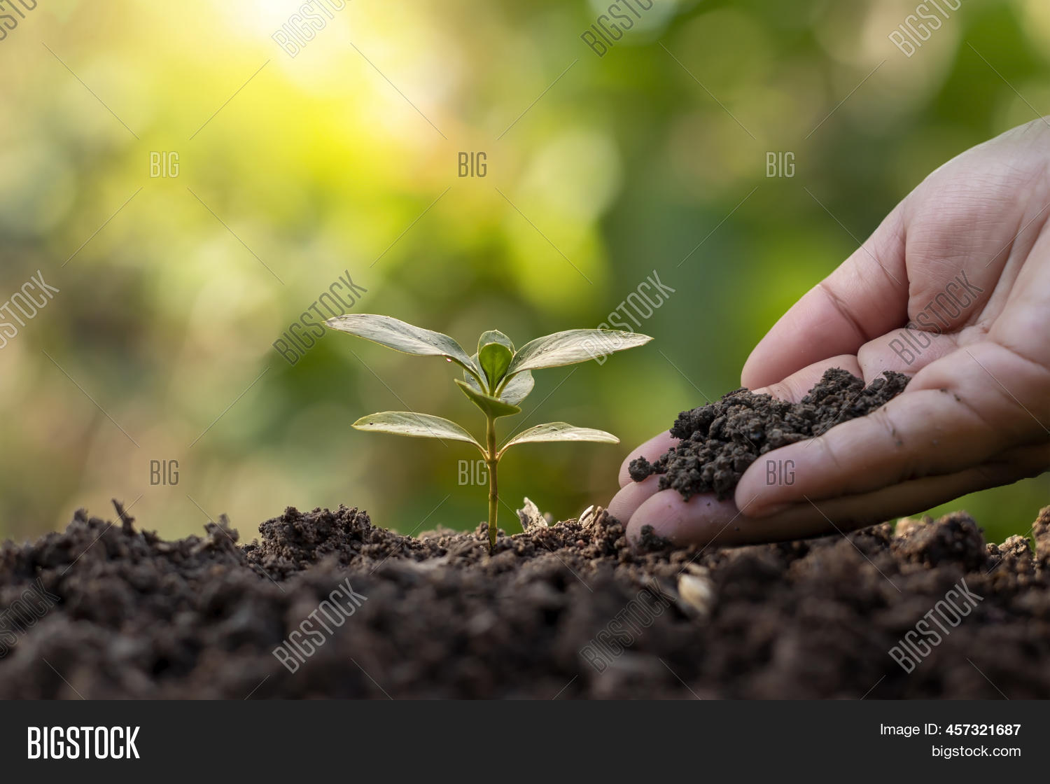 Farmers Plant Trees Image & Photo (Free Trial) | Bigstock