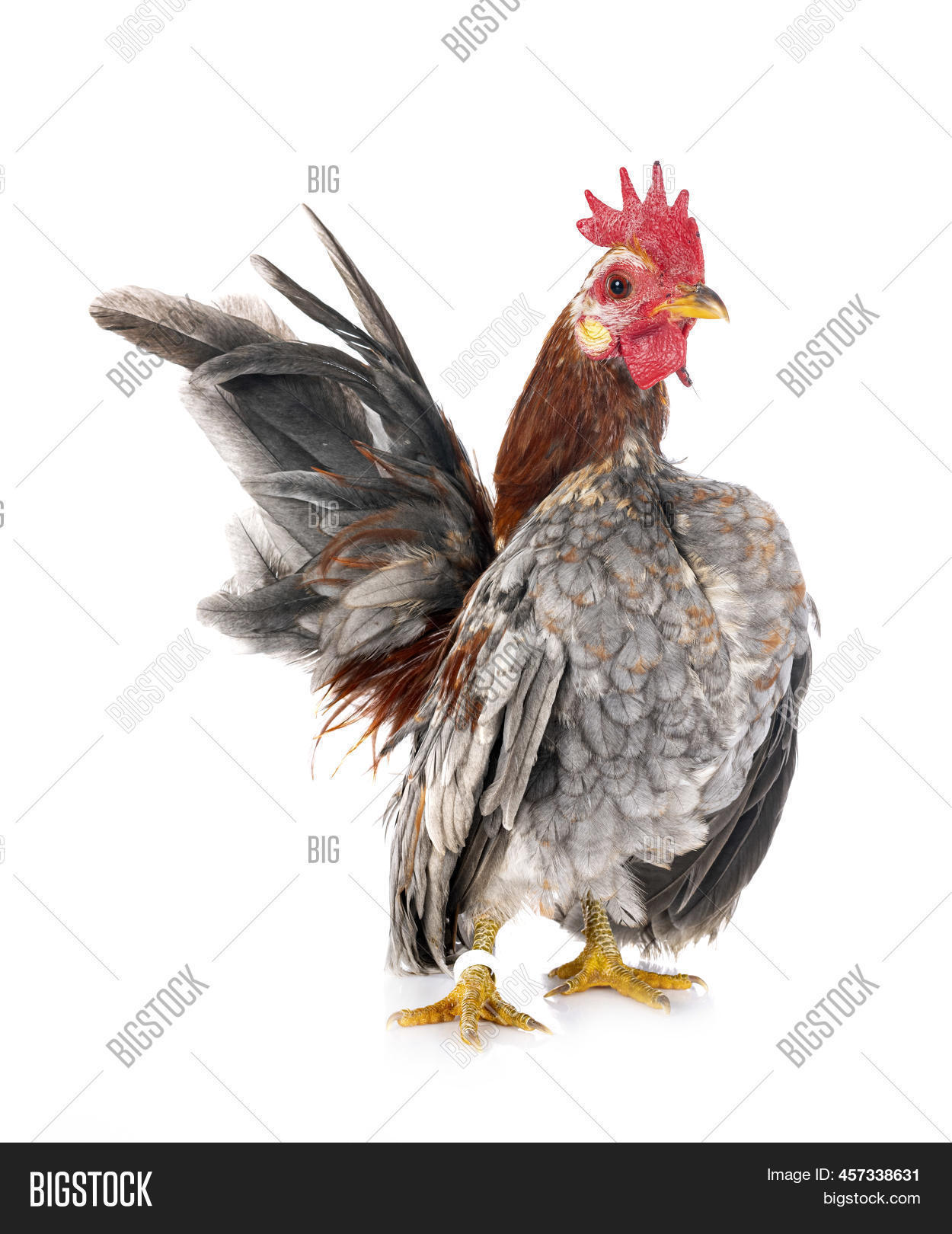 Malaysian Serama Front Image & Photo (Free Trial) | Bigstock