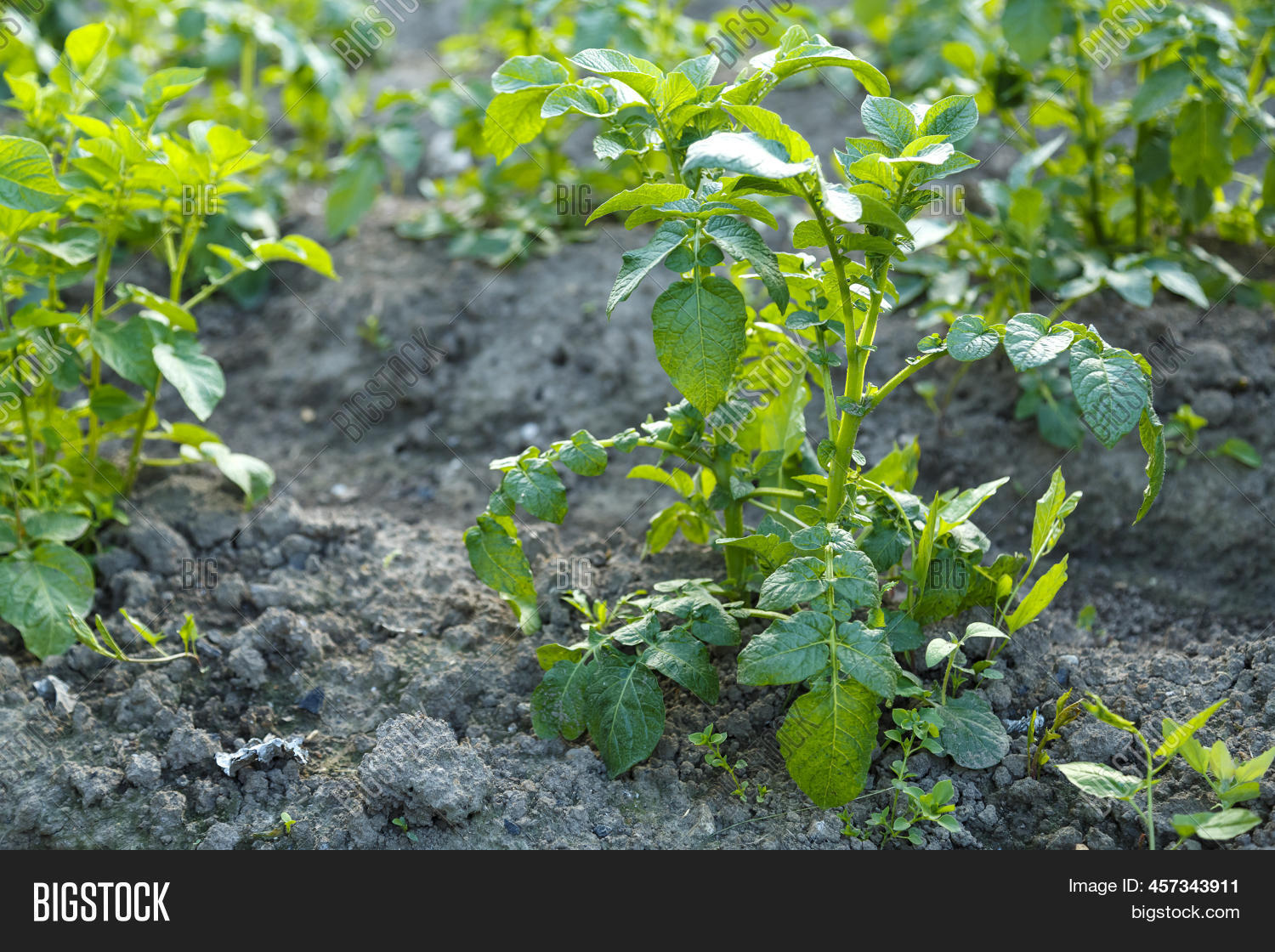 Watering Potato Bushes Image & Photo (Free Trial) | Bigstock