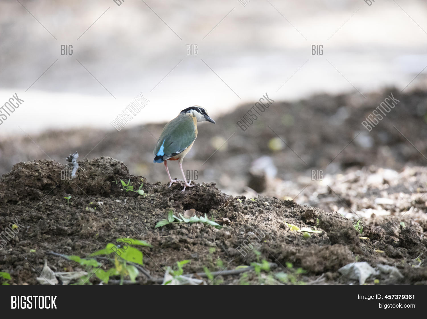 Indian Pitta Passerine Image & Photo (Free Trial) | Bigstock