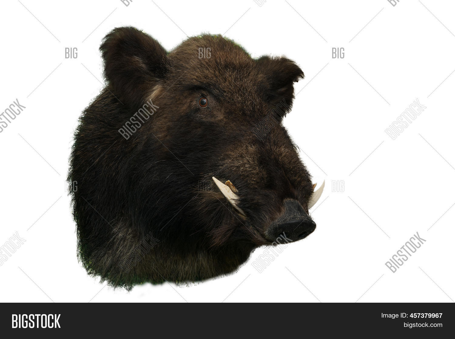 Stuffed Boar Big Fangs Image & Photo (Free Trial) | Bigstock