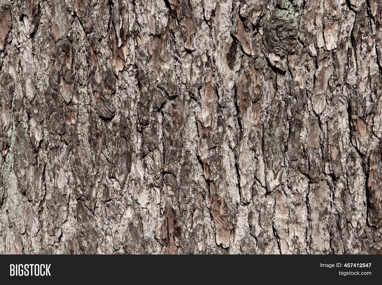 Background Brown Tree Image & Photo (Free Trial) | Bigstock