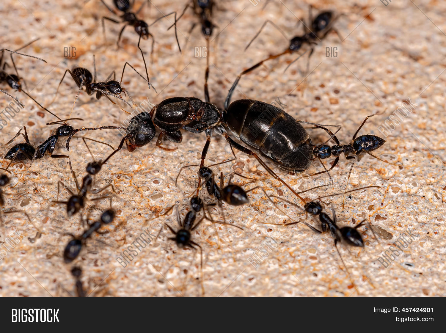 Adult Longhorn Crazy Image & Photo (Free Trial) | Bigstock