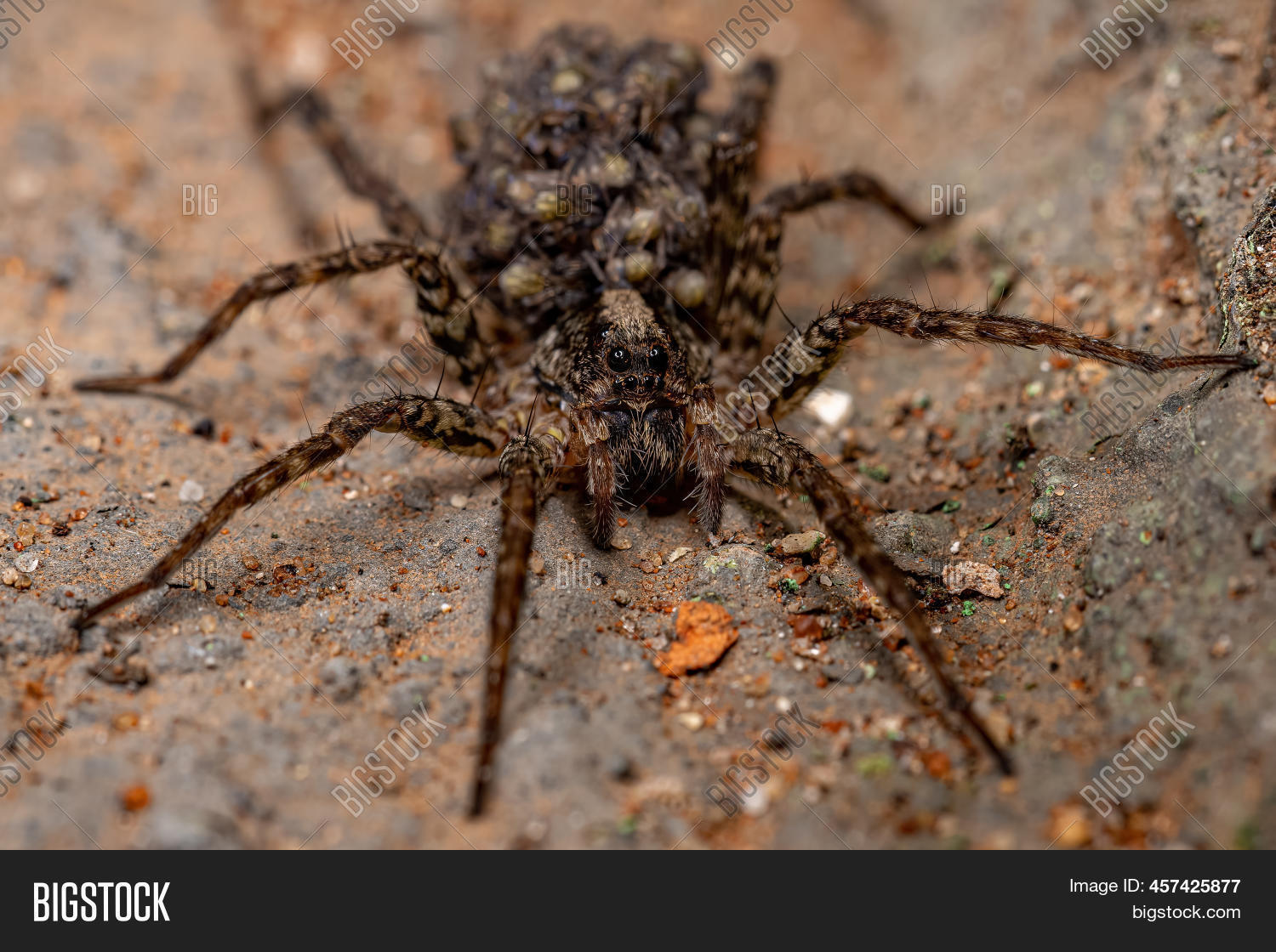 Adult Female Wolf Image & Photo (Free Trial) | Bigstock