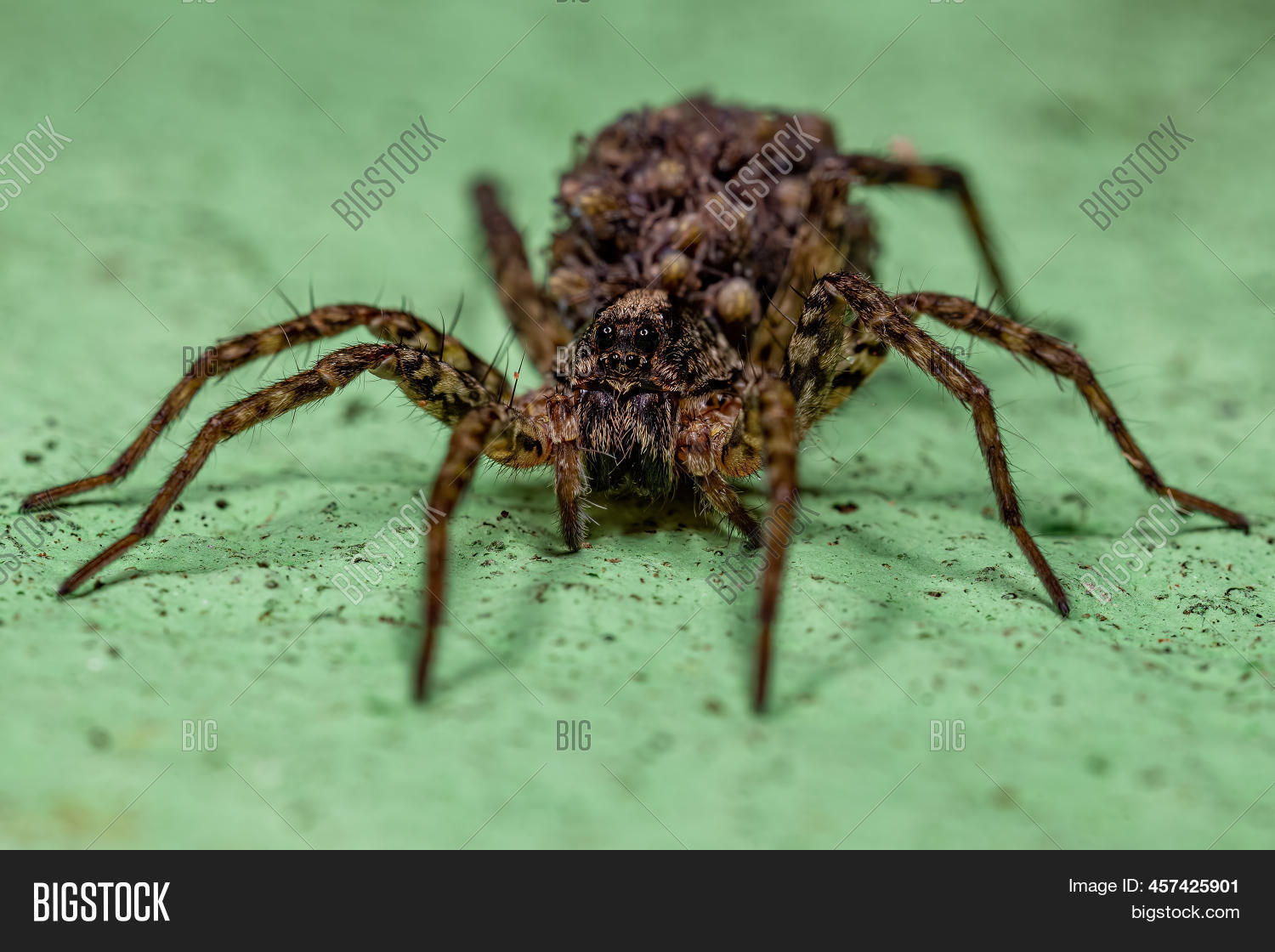 Adult Female Wolf Image & Photo (Free Trial) | Bigstock