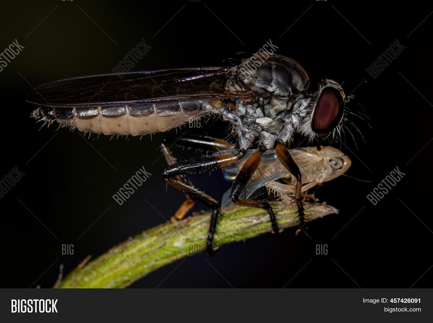 Adult Robber Fly Genus Image & Photo (Free Trial) | Bigstock