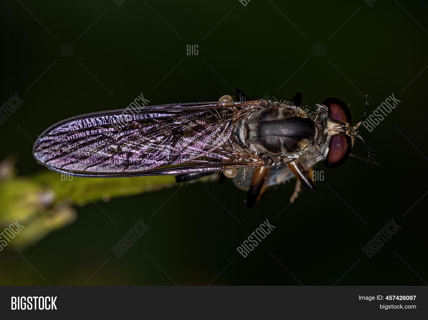 Adult Robber Fly Genus Image & Photo (Free Trial) | Bigstock