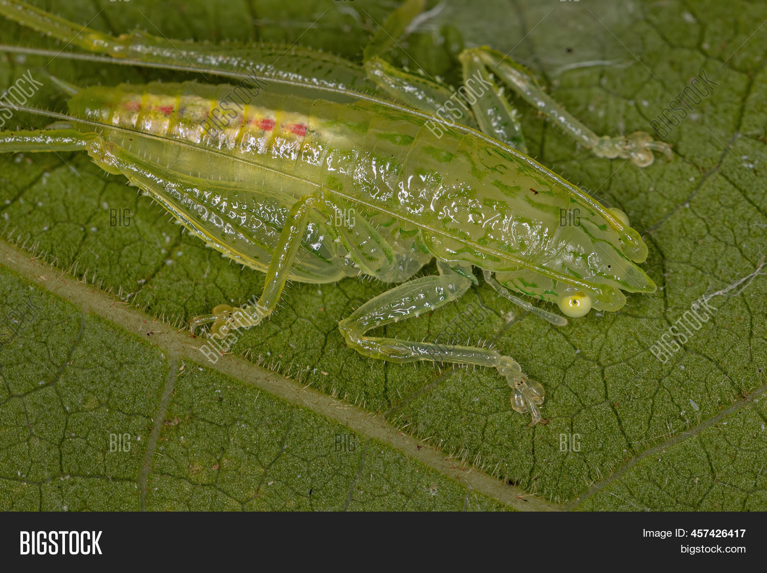 Common Conehead Nymph Image & Photo (Free Trial) | Bigstock
